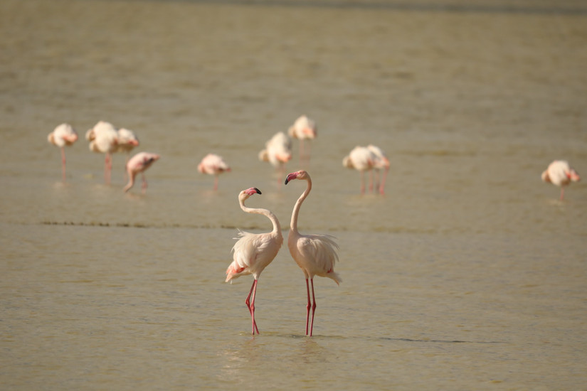 10 Best Countries Where You Can Spot Flamingos