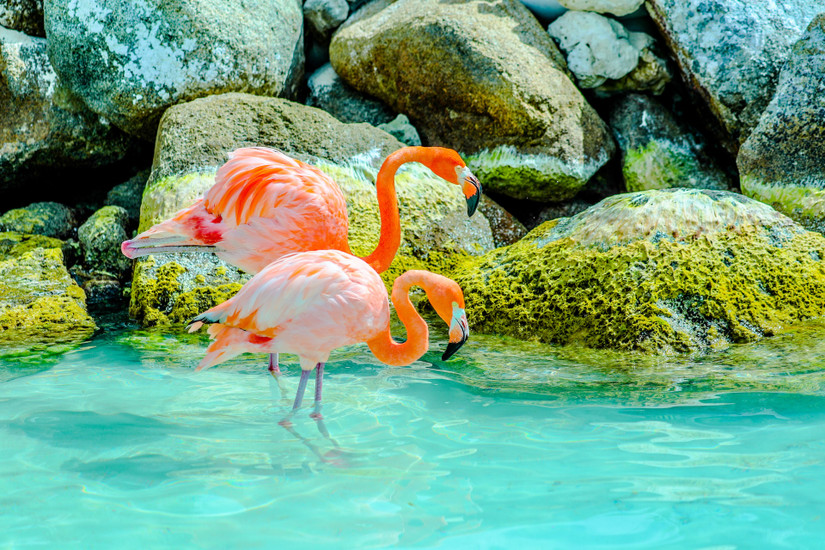 10 Best Countries Where You Can Spot Flamingos