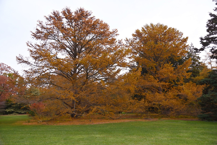 Long Island Leaf Peepers: A Guide To Long Island's Fall Foliage