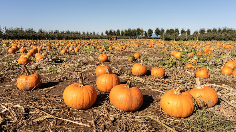 These Are The 10 Biggest (And Best) Pumpkin Patches In The Country