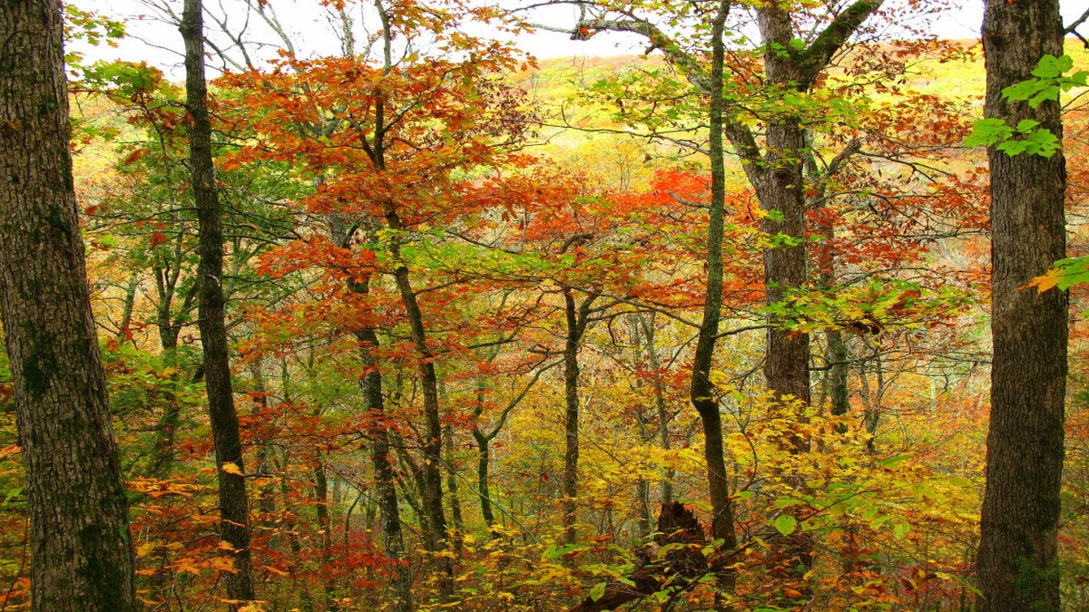 10 Amazing Trips To Take In The Fall In Arkansas