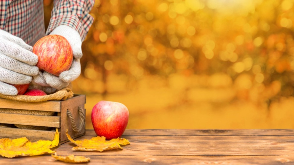 10 Most Beautiful Apple Orchards To Visit In The Northeast During The Fall