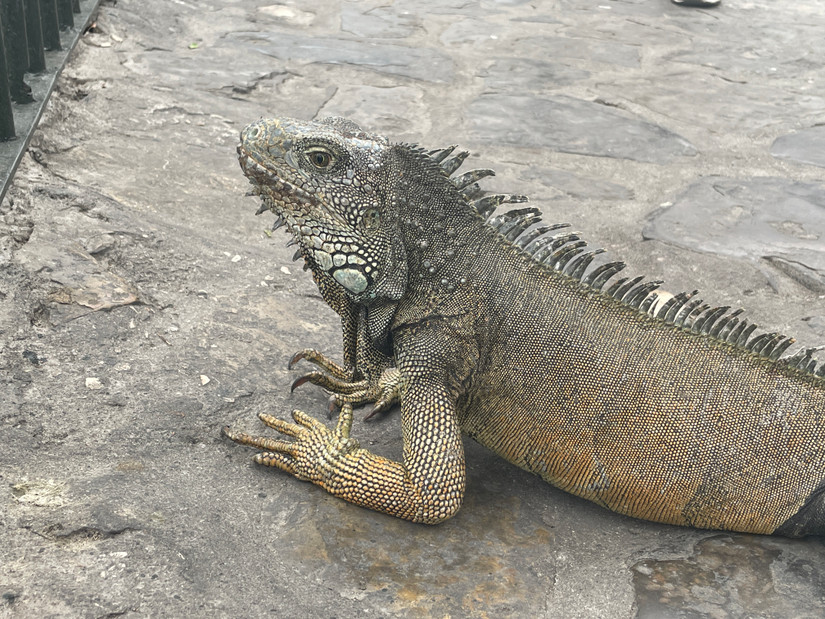 Delights In Guayaquil: The Top 10 Things To Do In Ecuador’s Largest City