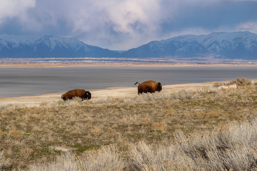 These Are 10 Places To See American Bison Roaming In The Wild