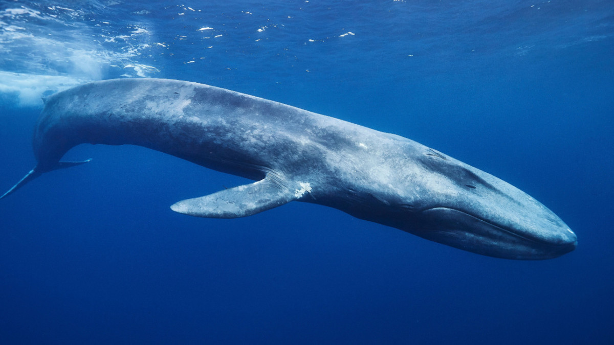10 Of The Largest Animals In The World (& Where To See Them In Person)