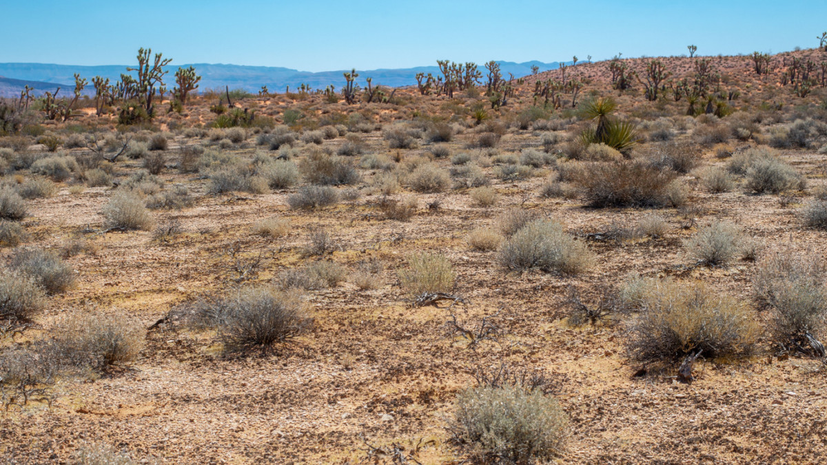 See Biological Soil Crust In Utah's National Parks: Living Soils Are ...