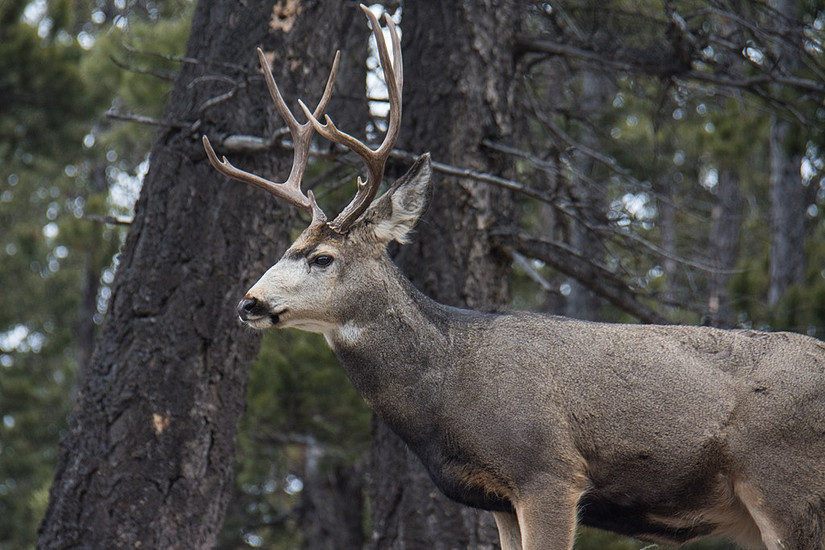 Canmore To Banff: 10 Things To Know About This Mountain Vacation Road Trip
