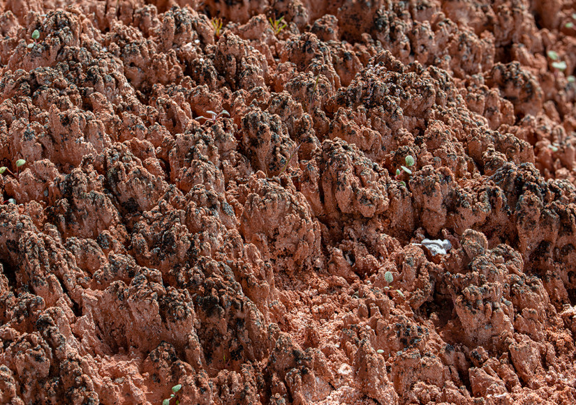 See Biological Soil Crust In Utah's National Parks: Living Soils Are ...