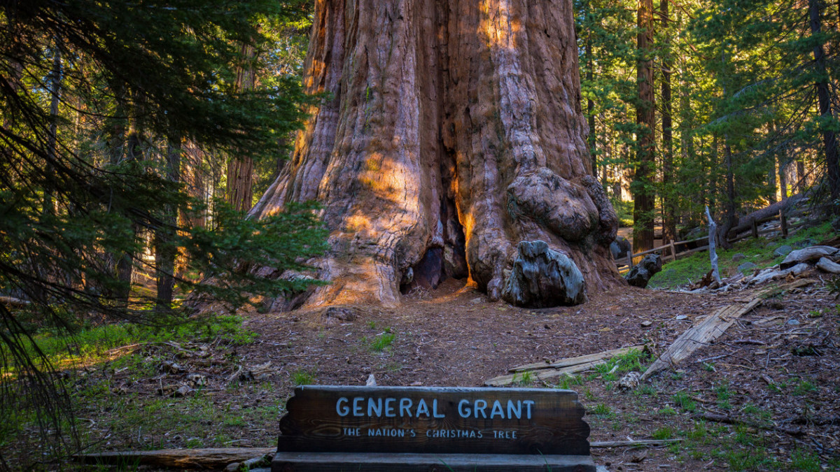 Wander Kings Canyon's Grant Grove Of Giant Sequoias & See The Towering General Grant Tree