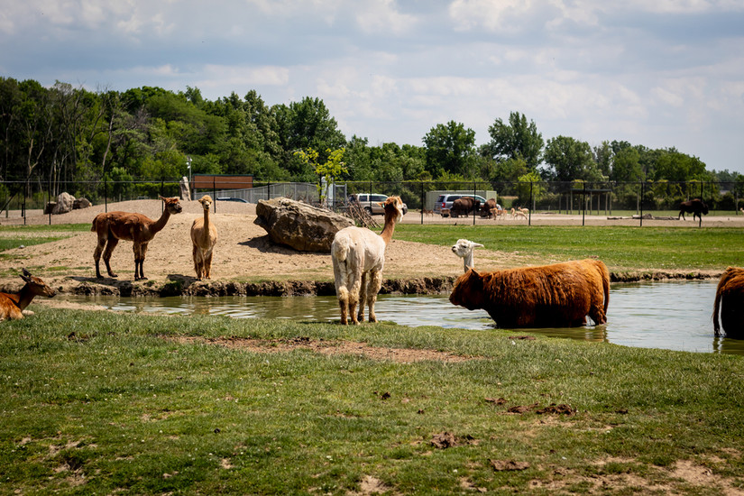 The World's Largest Zoo Is In Ohio, & You Won't Believe What It Has To ...