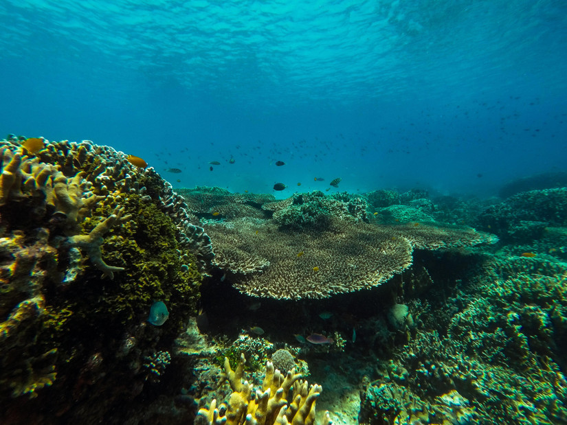 An Underrated Destination In The Philippines: 10 Things To Do In Oslob ...
