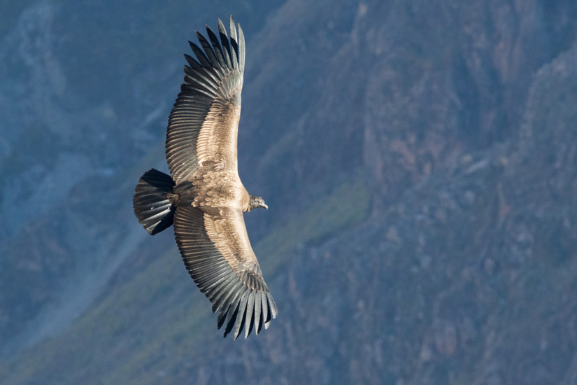 Peru's Deep Colca Canyon Is Known As The Kingdom Of Condors (& Is ...