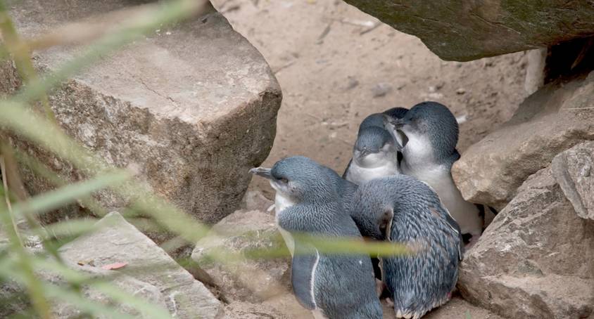 The Strange Reason There Are No "True Penguins" Alive Today