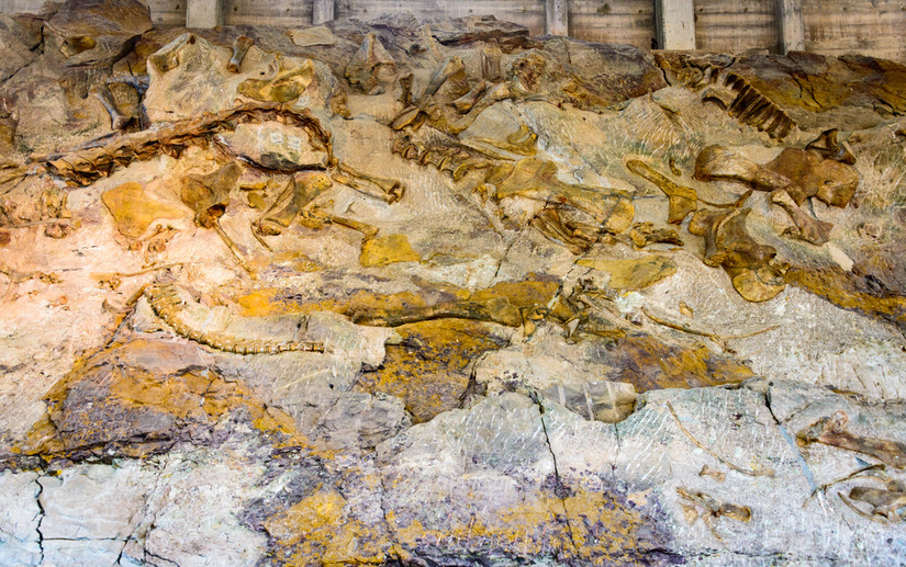 10 States With The Most Dinosaur Discoveries