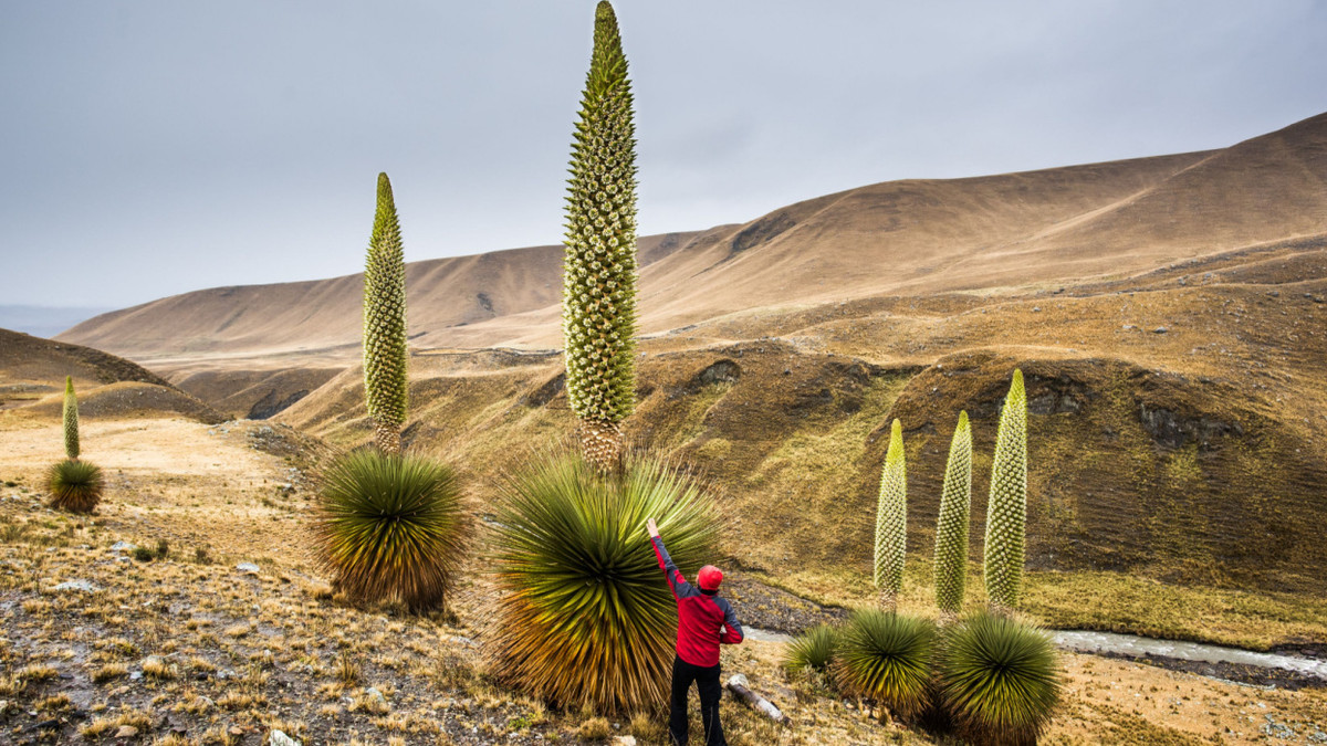 See Incredible 33-Foot Tall Flowers High Up The Andes Mountains Of Peru ...