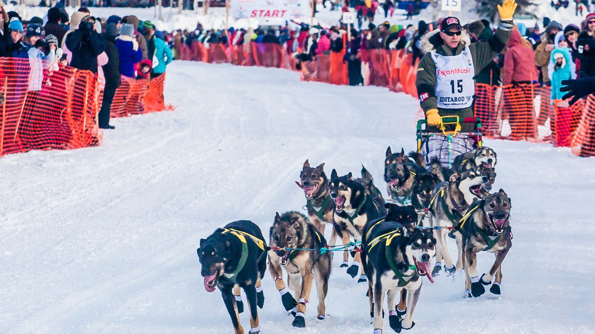 Plan Ahead & Visit The Annual Iditarod Trail Sled Dog Race In Alaska