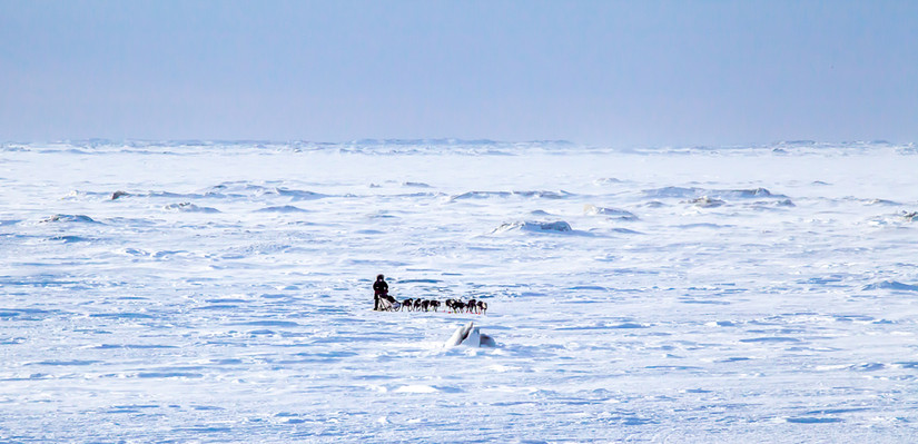 Plan Ahead & Visit The Annual Iditarod Trail Sled Dog Race In Alaska