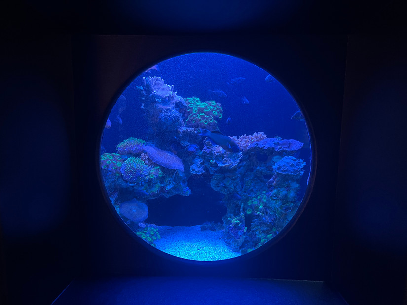 Discover Some Of The World's Best Marine Life At Maui Ocean Center