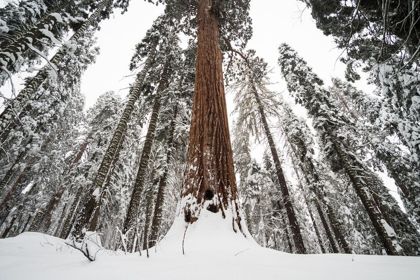 The Surprising State To See Giant Sequoia Trees (That's Not California)