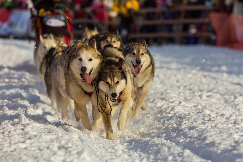 Plan Ahead & Visit The Annual Iditarod Trail Sled Dog Race In Alaska
