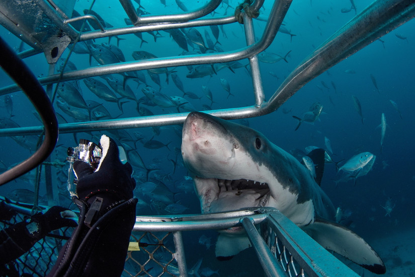 Stare A Great White Shark In The Jaws With This Thrilling New Zealand ...