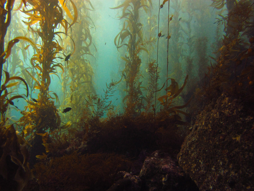 What To Know Of Diving Kelp Forests: The Magnificent Forests Of The Seas