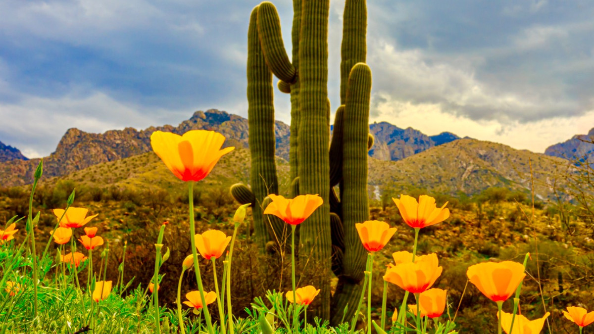 10 State Parks In Arizona Known For Scenic Campsites