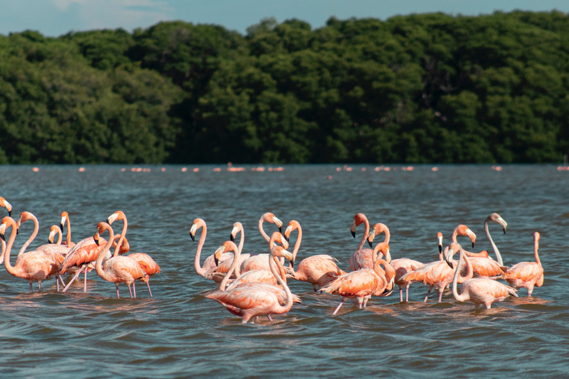 Witness Thousands Of Flamingos & More At This Underrated Beach Town In ...