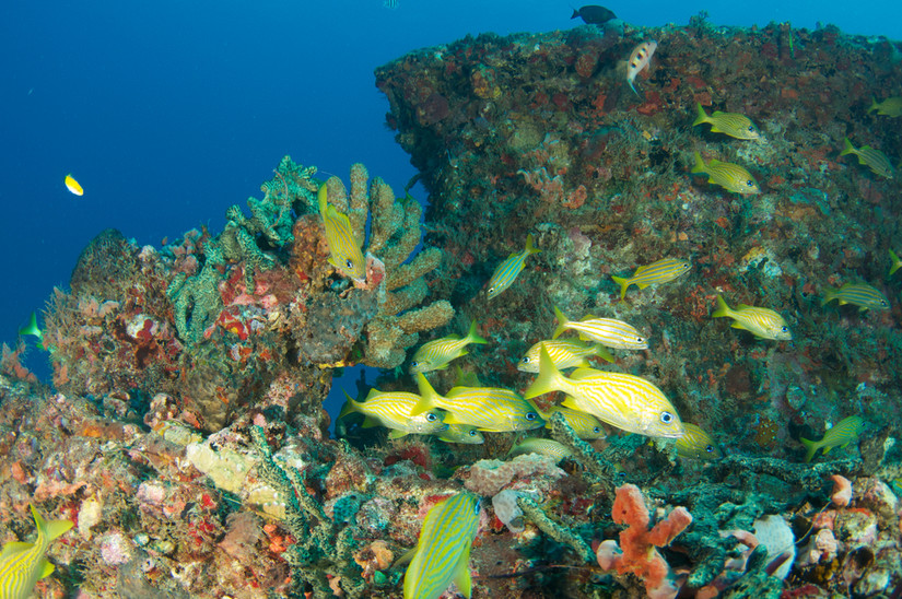 Florida's Answer To Bora Bora Is A Diver's Dream With More Than 350 ...