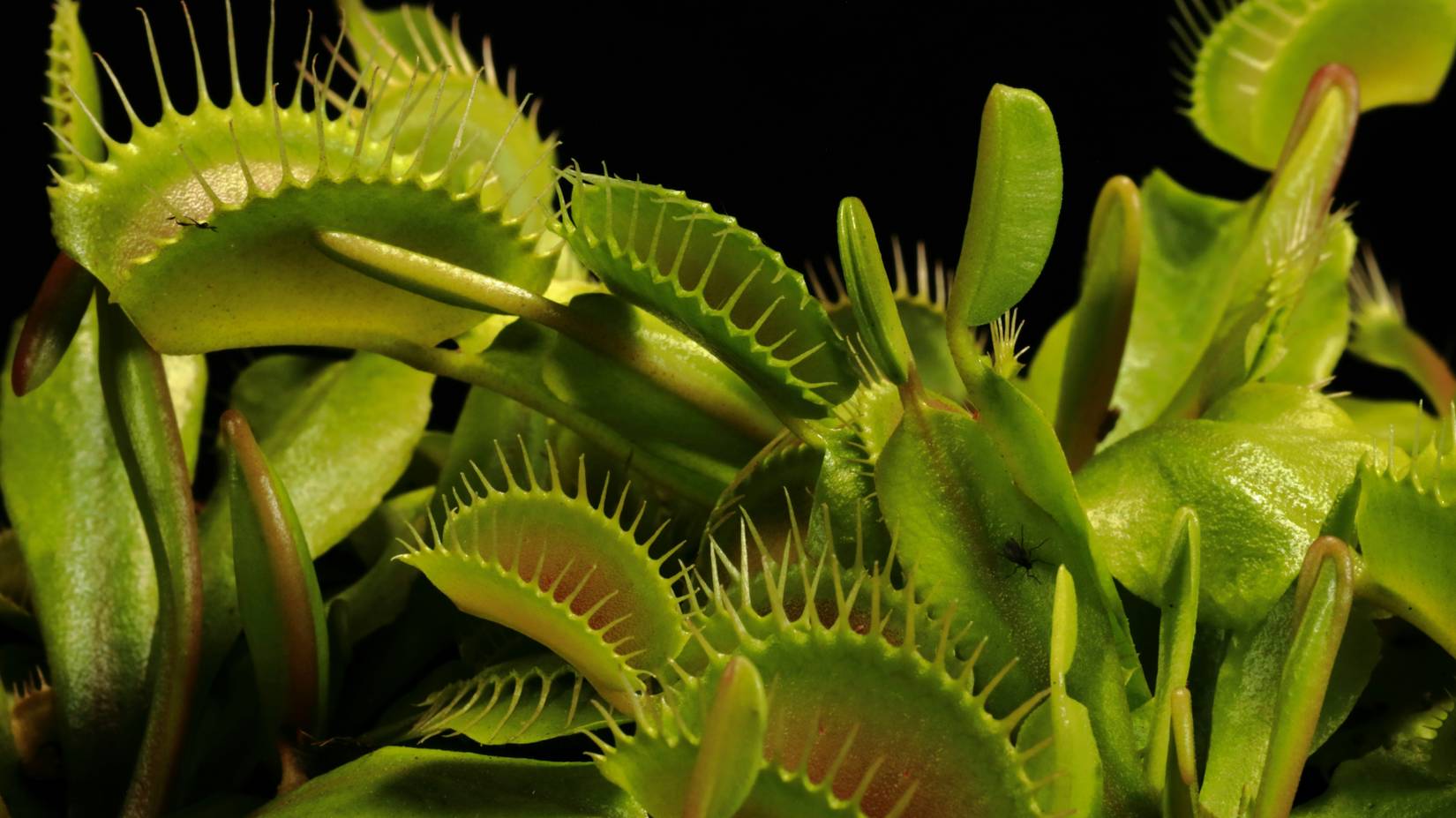 7 Scenic North Carolina Hikes Where You Can See Wild Venus Fly Traps