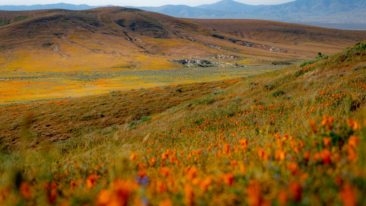 This Is The Most Beautiful Flower Farm In California