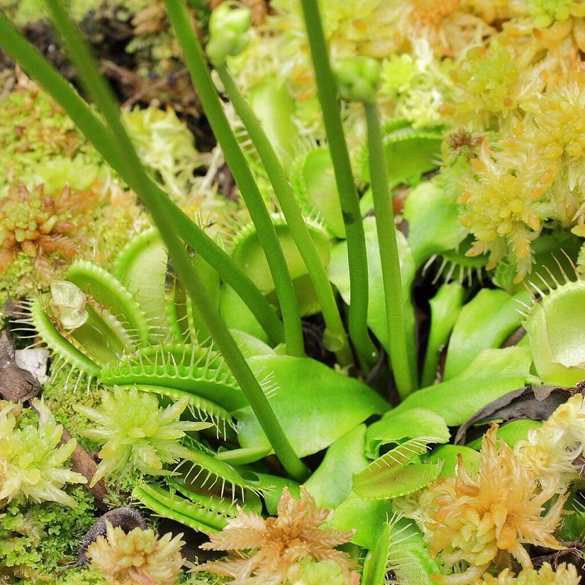 7 Scenic North Carolina Hikes Where You Can See Wild Venus Fly Traps