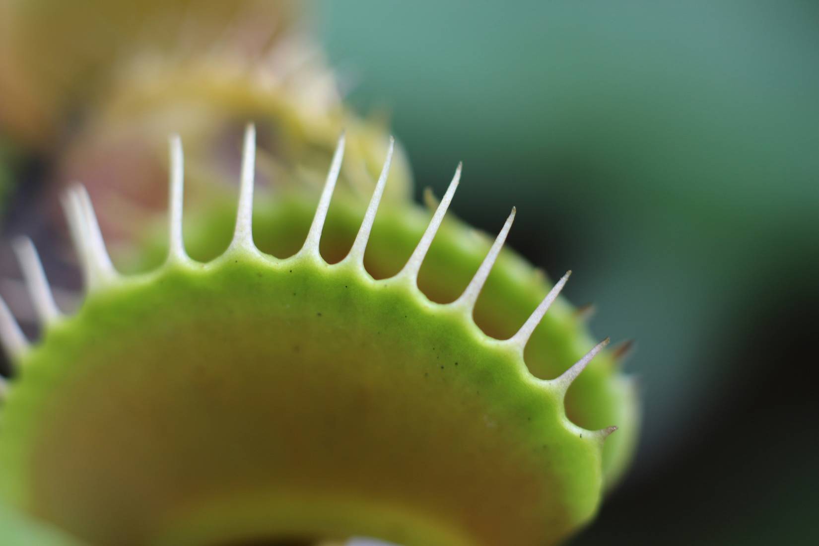 7 Scenic North Carolina Hikes Where You Can See Wild Venus Fly Traps
