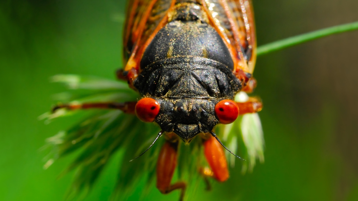 Return Of The "Zombie Cicada"? 17-Year Cicada Swarm To Invade 13 States ...