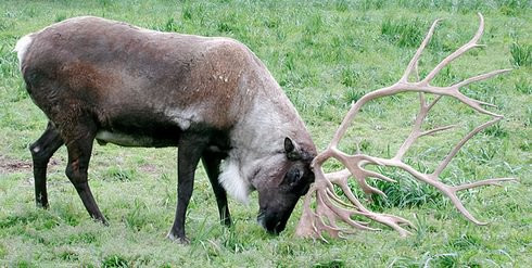 This Beloved Reindeer Is Suddenly Sick After Someone Broke Into His ...