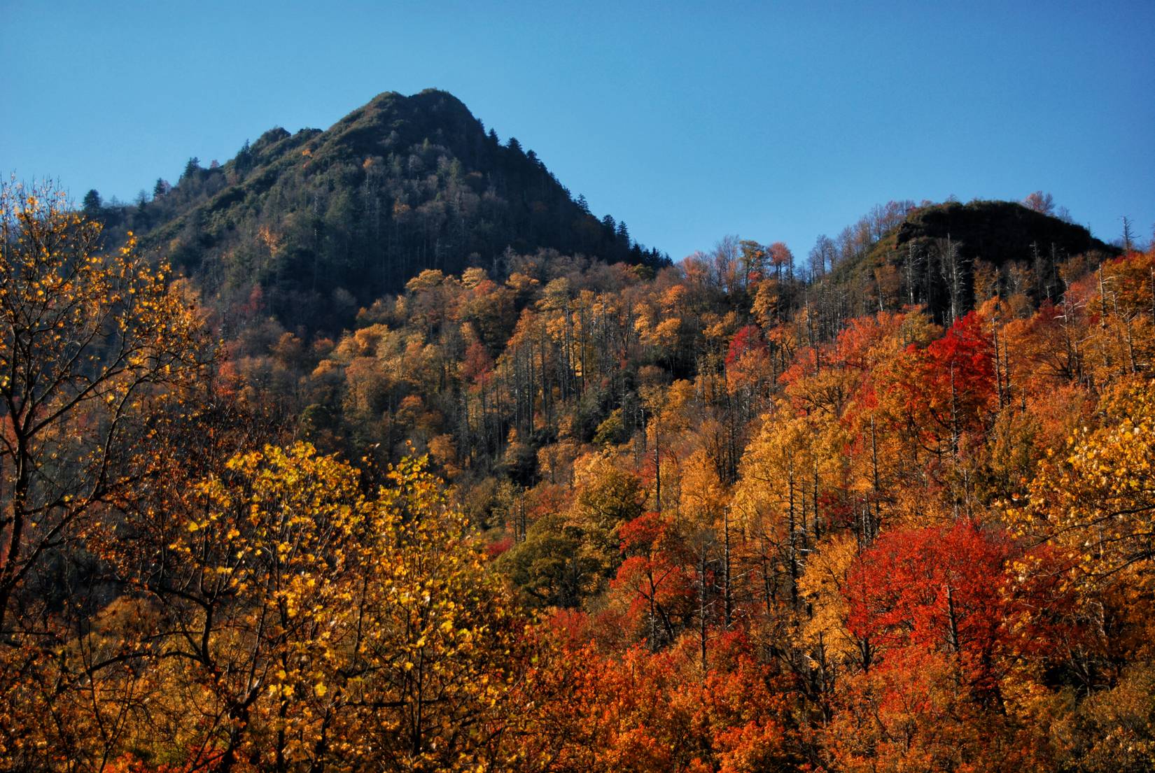 “The Dragon”: What Makes This Tennessee’s Most Dangerous Mountain Road
