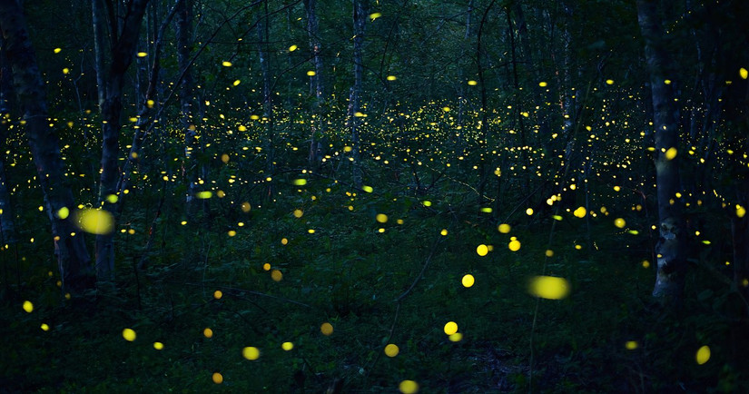 Here's Where To See Fireflies In The Southeast