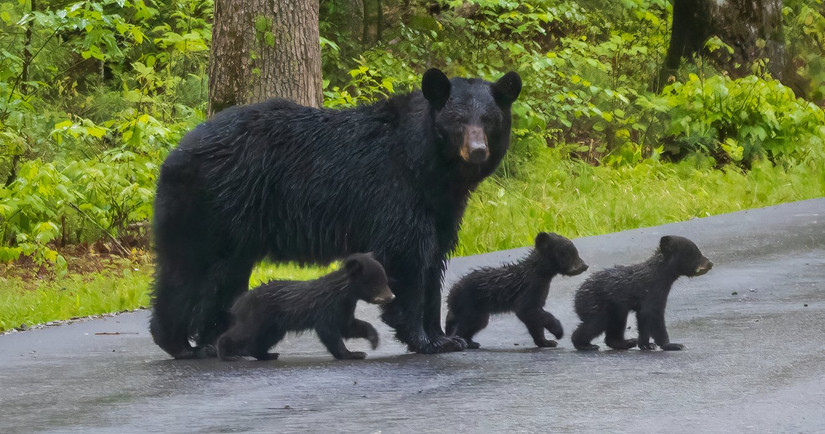 How Rare Are Bears In Europe?
