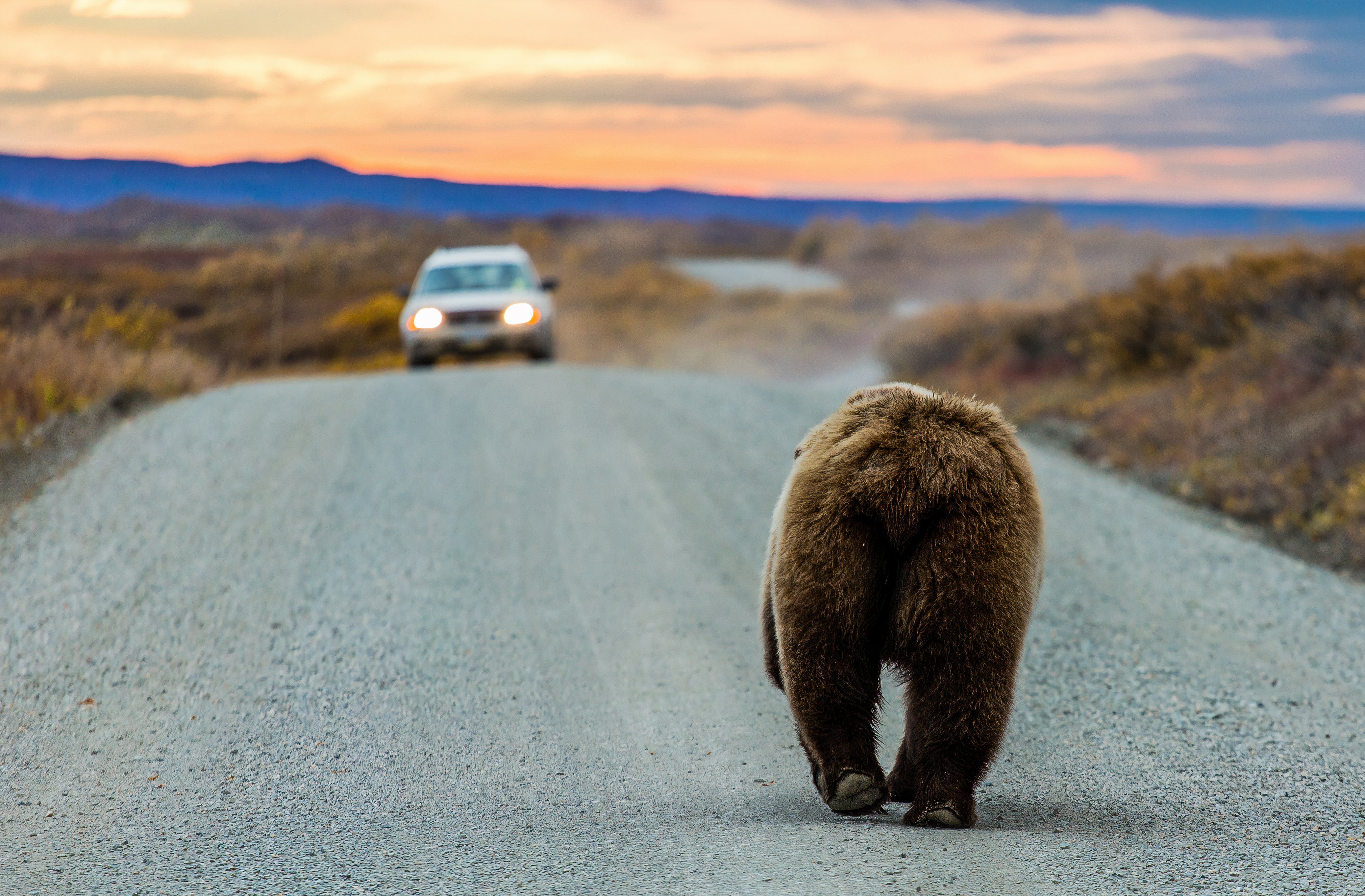 10 Deadliest Animals That Kill The Most Humans Annually
