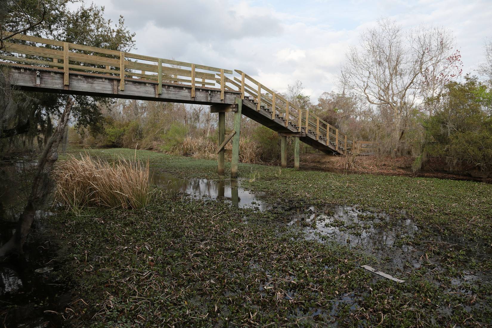 7 Bayou Hikes That Are More Scenic Than Swampy