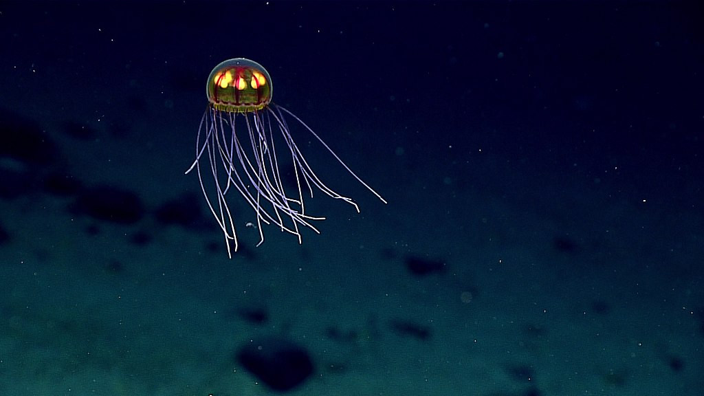 8 Strangest Things Found In The Mariana Trench