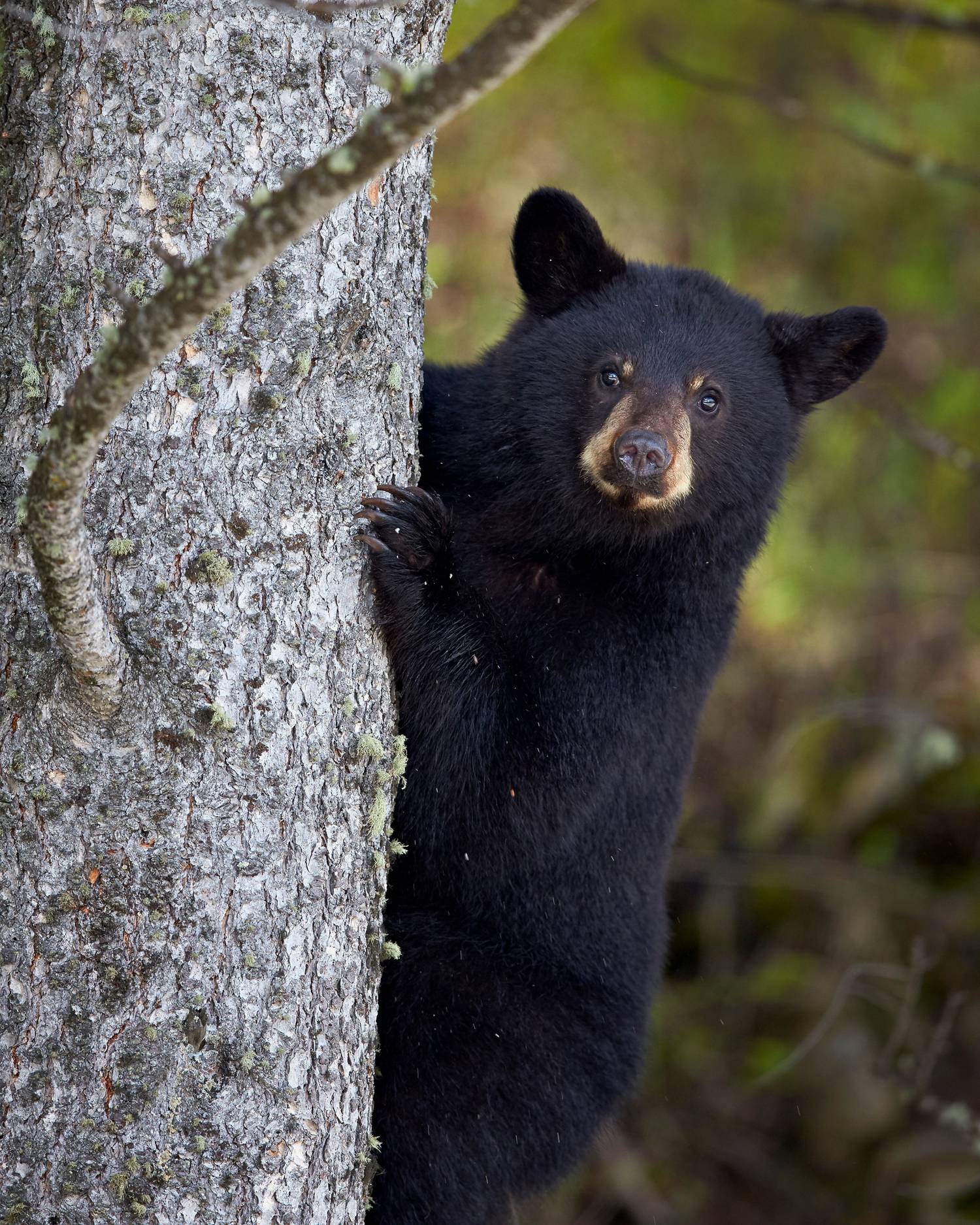 8 Things NOT To Do When You Encounter A Bear On The Trail