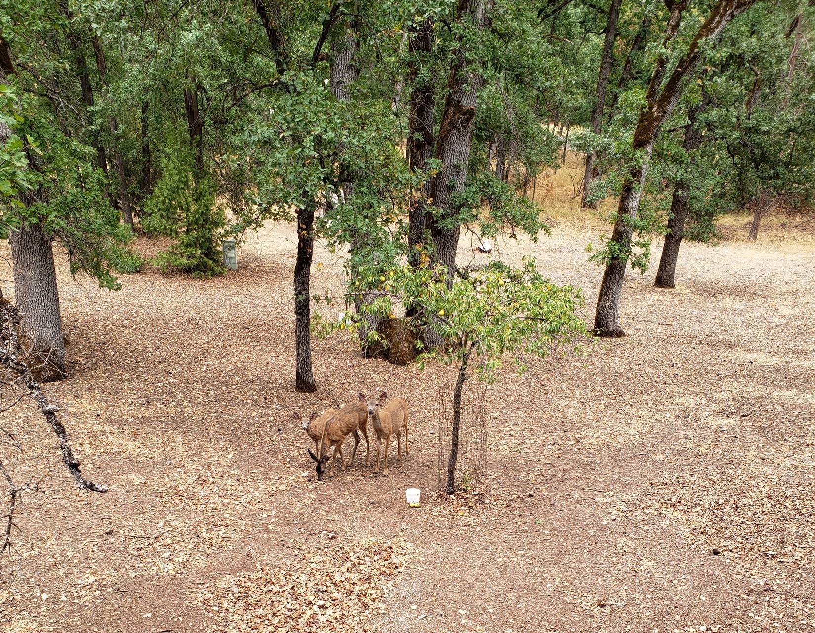 I Live In A Town With Bears, Here's What It's Like