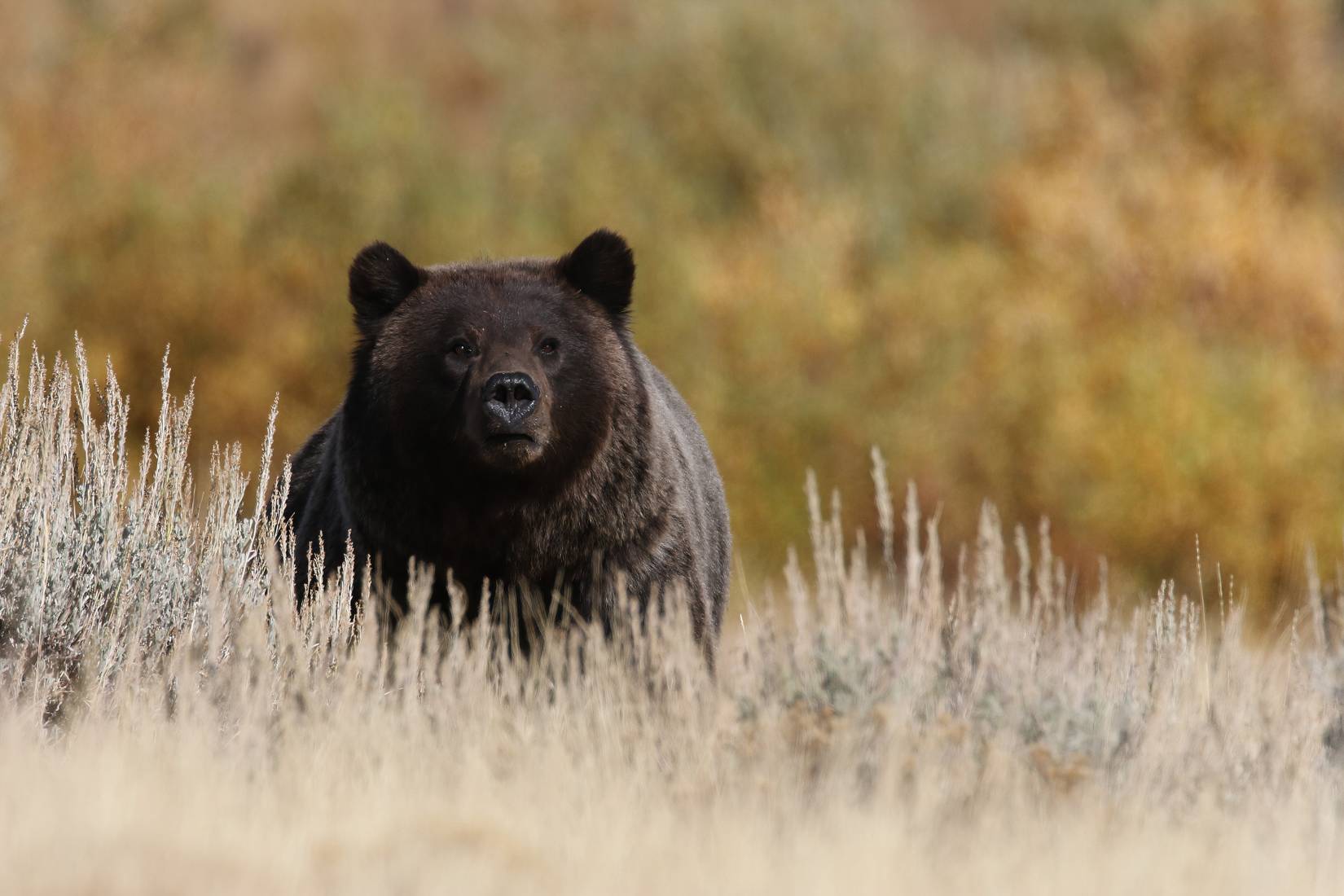 This National Park In Montana Hosts Many Hungry Bears