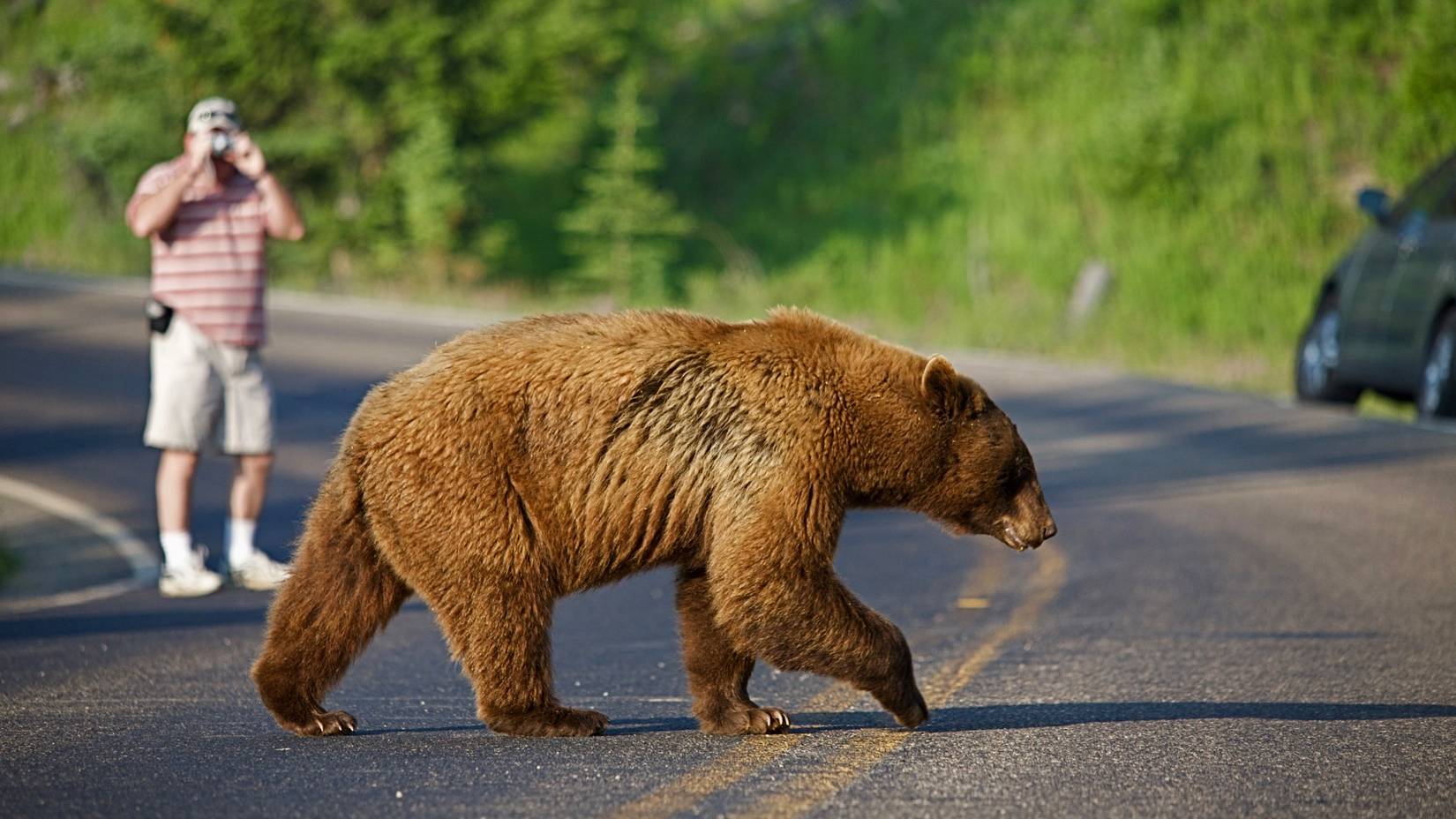 Yellowstone Tourists Keep Testing Their Luck With Bears As Ranger ...