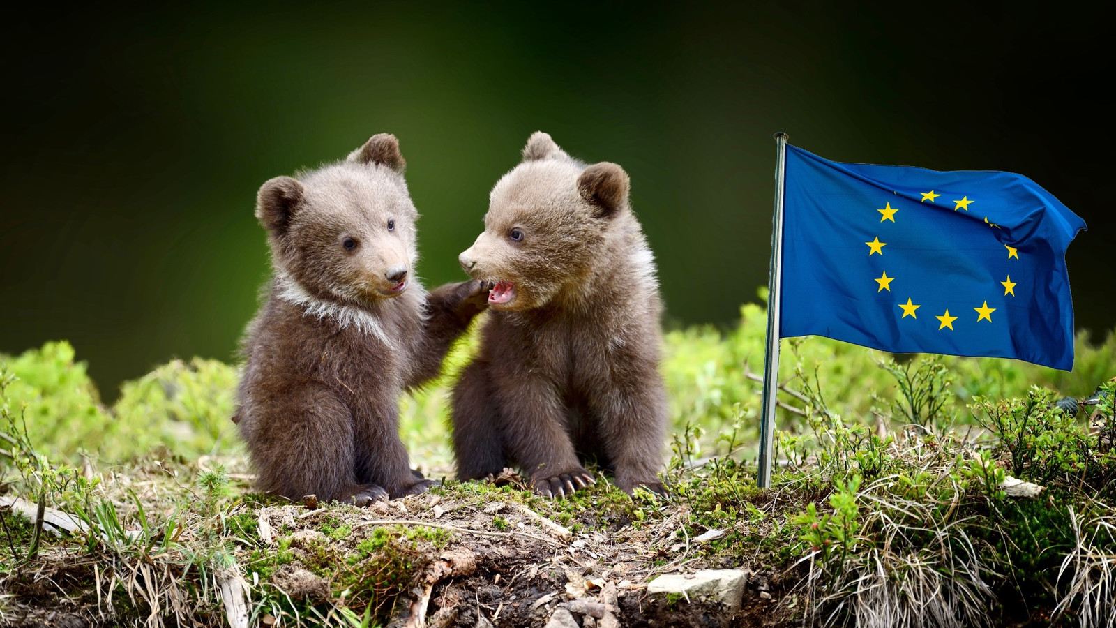 How Rare Are Bears In Europe?