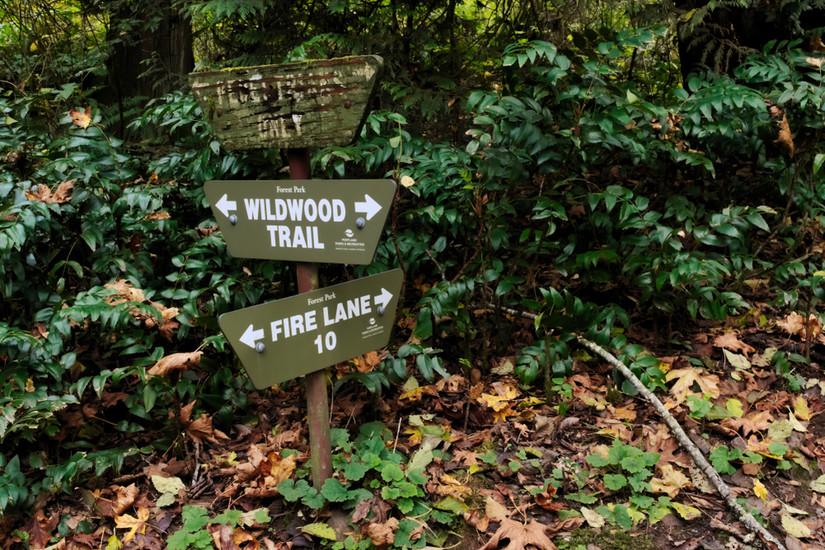 7 Scenic Urban Hikes In Portland, Oregon