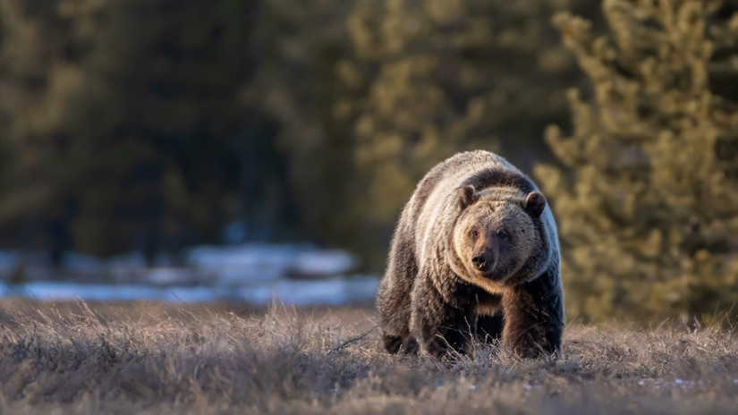 Alaska To The Rockies: 10 Bear Encounter Stories That Serve As A Warning