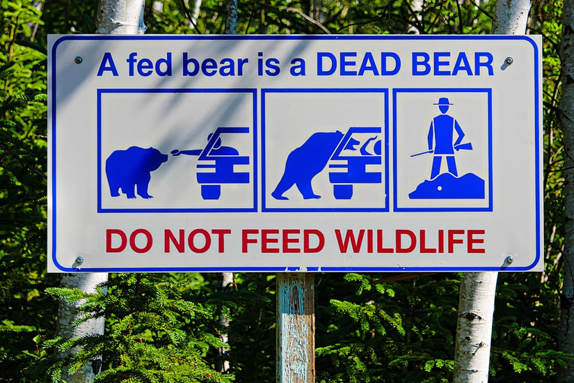 Don't Feed The Bears: 9 Safety Tips To Avoid Being Their Snack