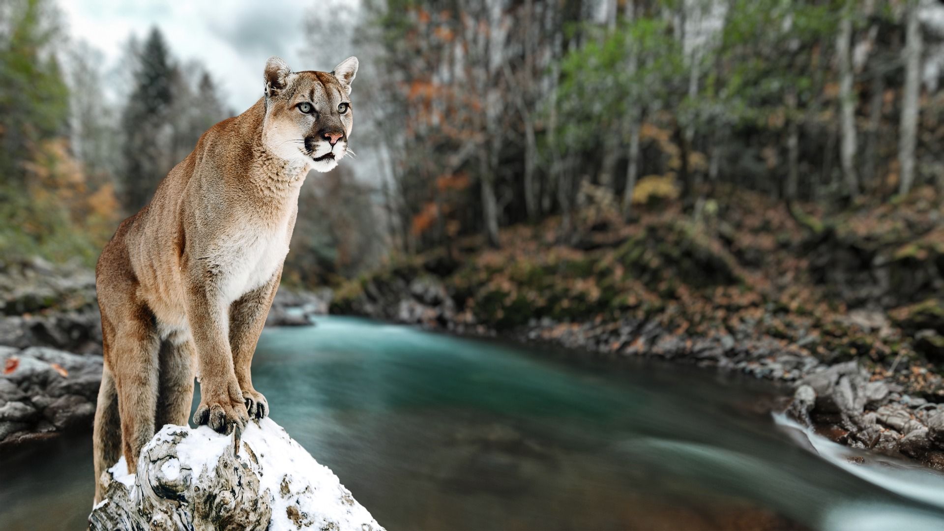 Why The Rarest Ever Puma Cub Shocked The World When She Was Born